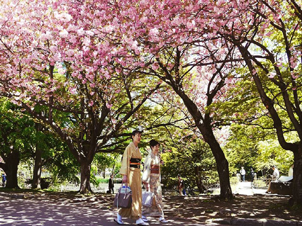 7D Spring in Hokkaido (Sakura Edition) from Asia Global Vacation