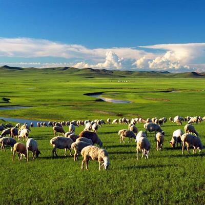 8 Days Inner Mongolia Hulunbuir Grassland + Manzhouli from Chan ...