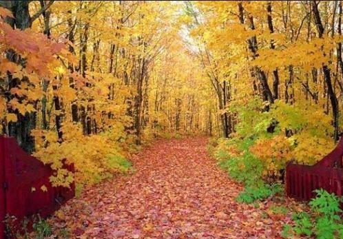 8D Yichun Primitive Forest + Northeast China Border + Russia ...