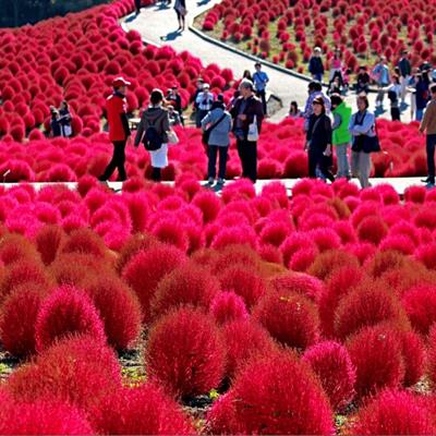 7D6N JAPAN ALPINE AUTUMN SCENIC ROUTE from Chan Brothers Travel